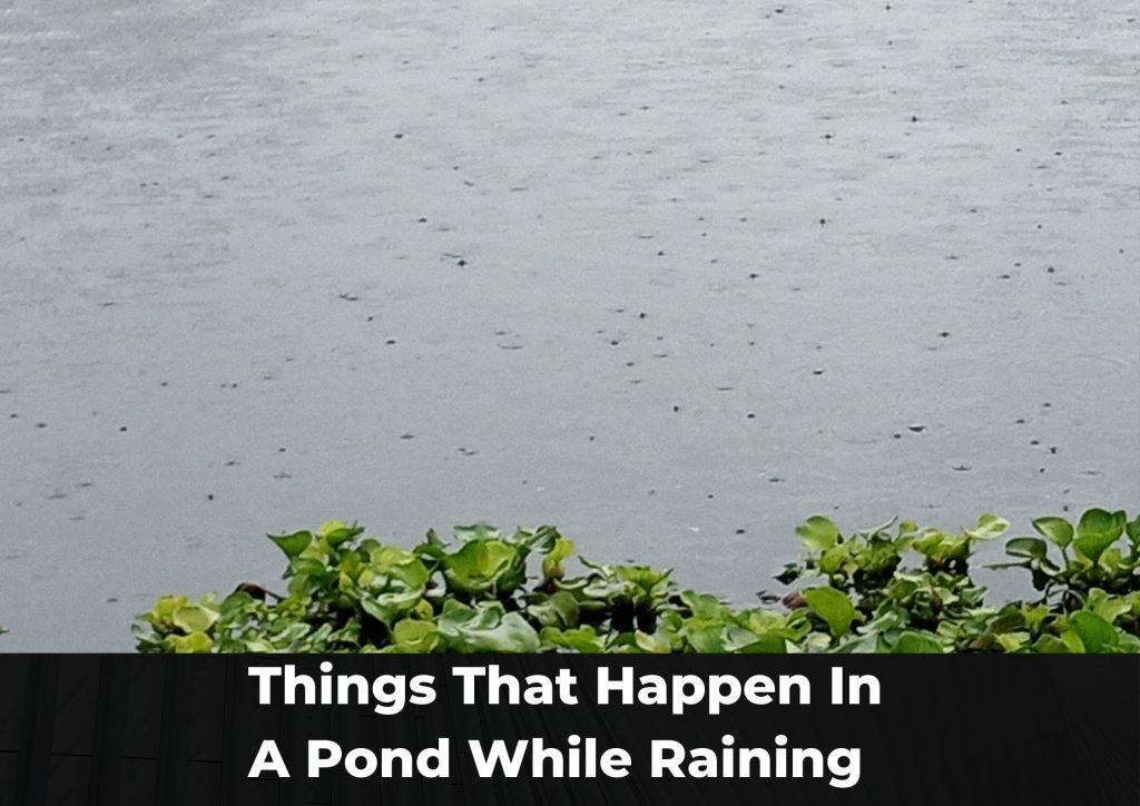 What Happens To A Pond When It Rains - 6 Major Changes