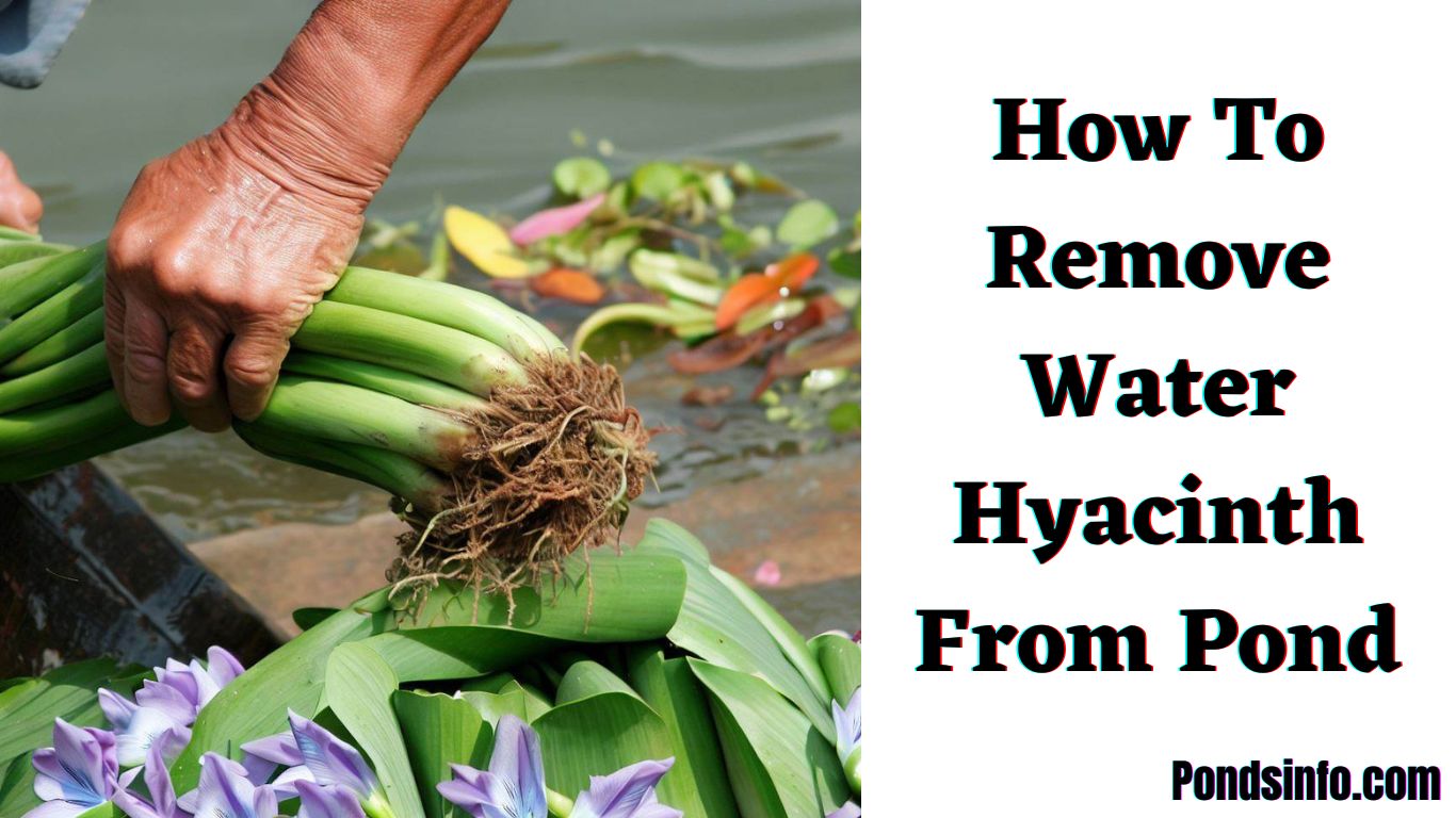 How To Get Rid Of Water Hyacinths In A Pond – 5 Different Ways
