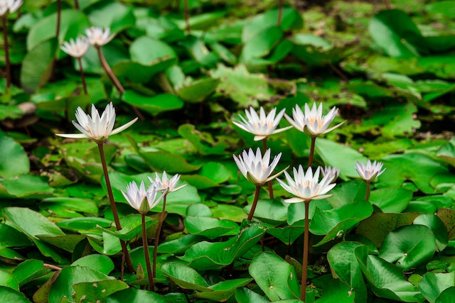 How To Plant Water Lilies In A Natural Pond In Texas - Step By Step