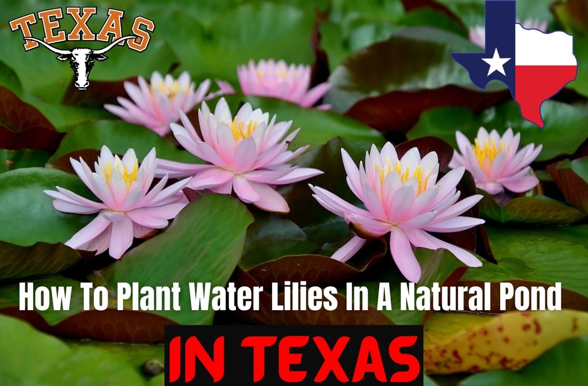 How To Plant Water Lilies In A Natural Pond In Texas - Step By Step
