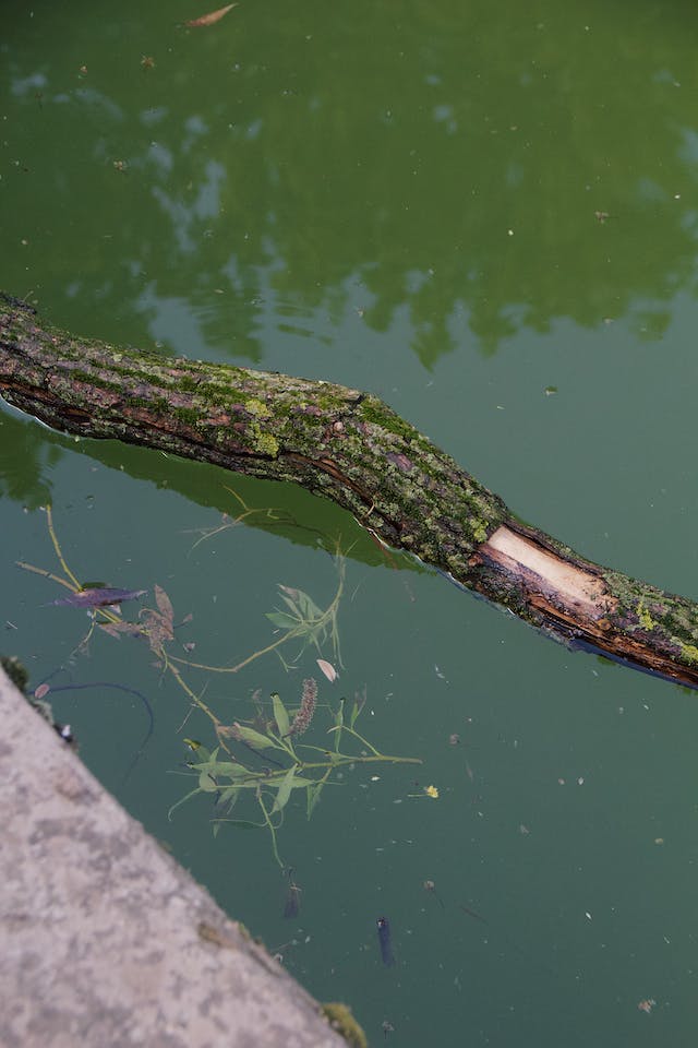 What Are Beneficial Bacteria For Ponds