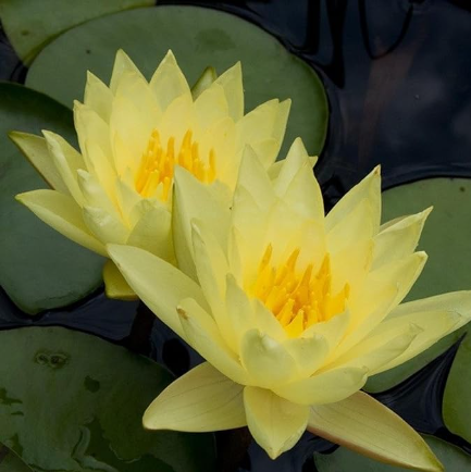 How to Plant Lily Pads in a Pond: Easy Growth Guide
