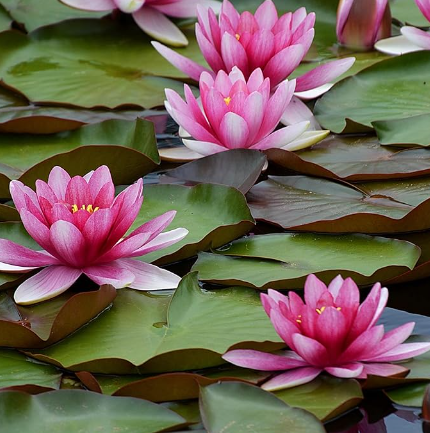 How to Plant Lily Pads in a Pond: Easy Growth Guide