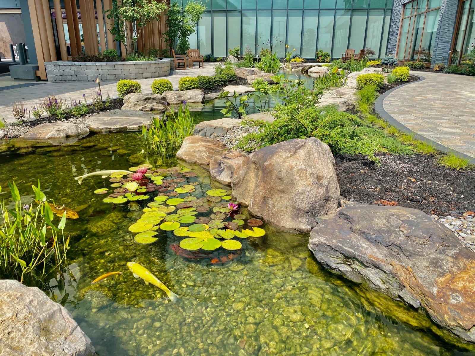 How to Keep a Clear Pond: Crystal Clarity Tips