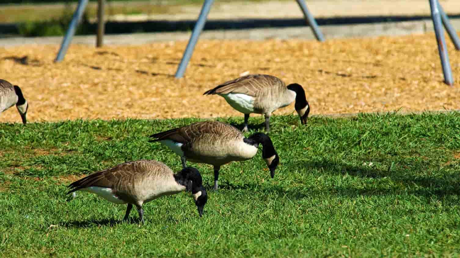 How to Keep Geese Away from the Pond: Proven Strategies