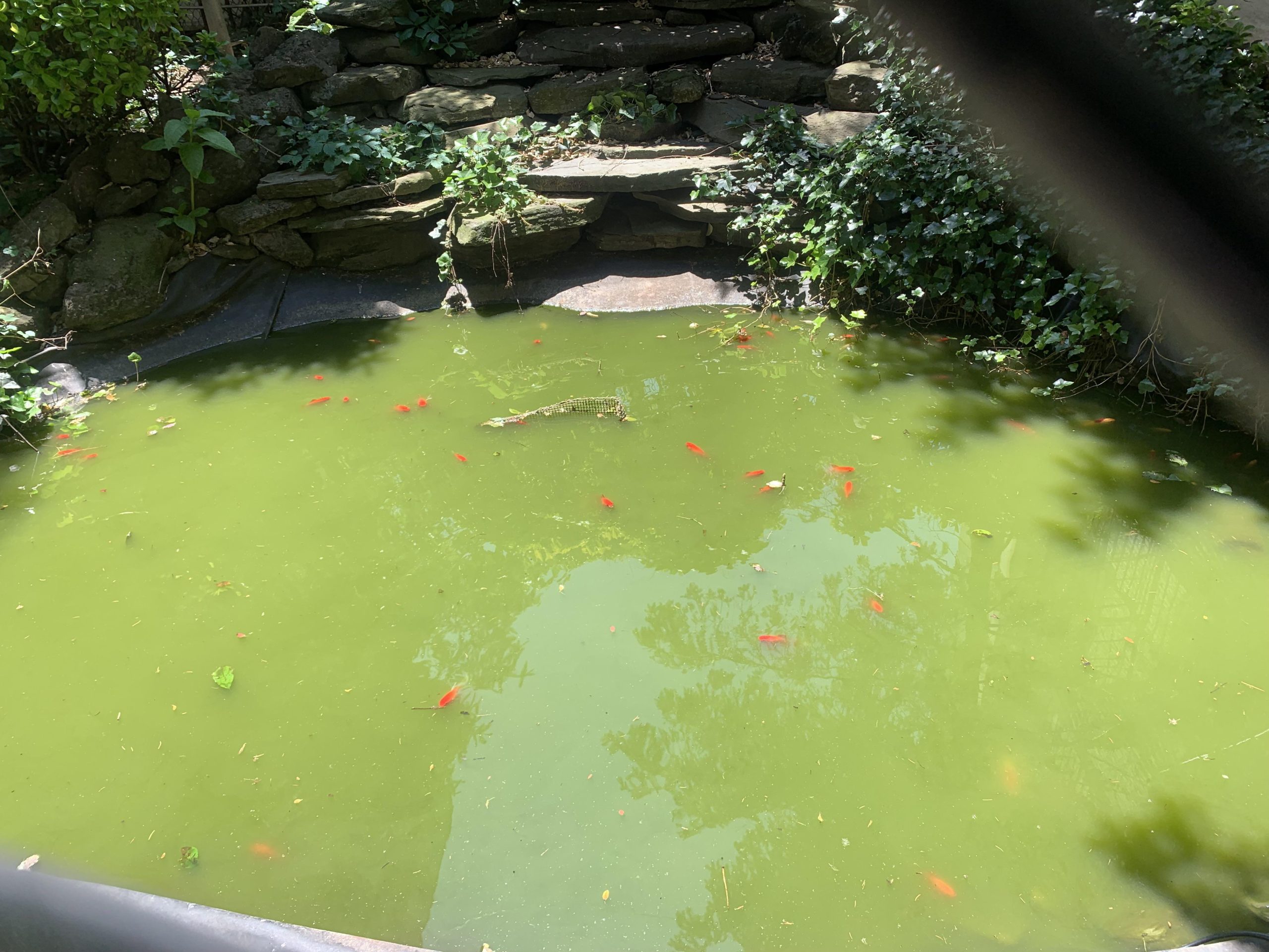 How to Tell If a Pond Has Fish: Uncover the Signs!