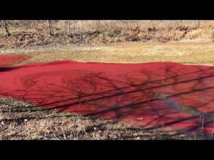 How to Treat Red Algae in a Pond: Clear Water Guide