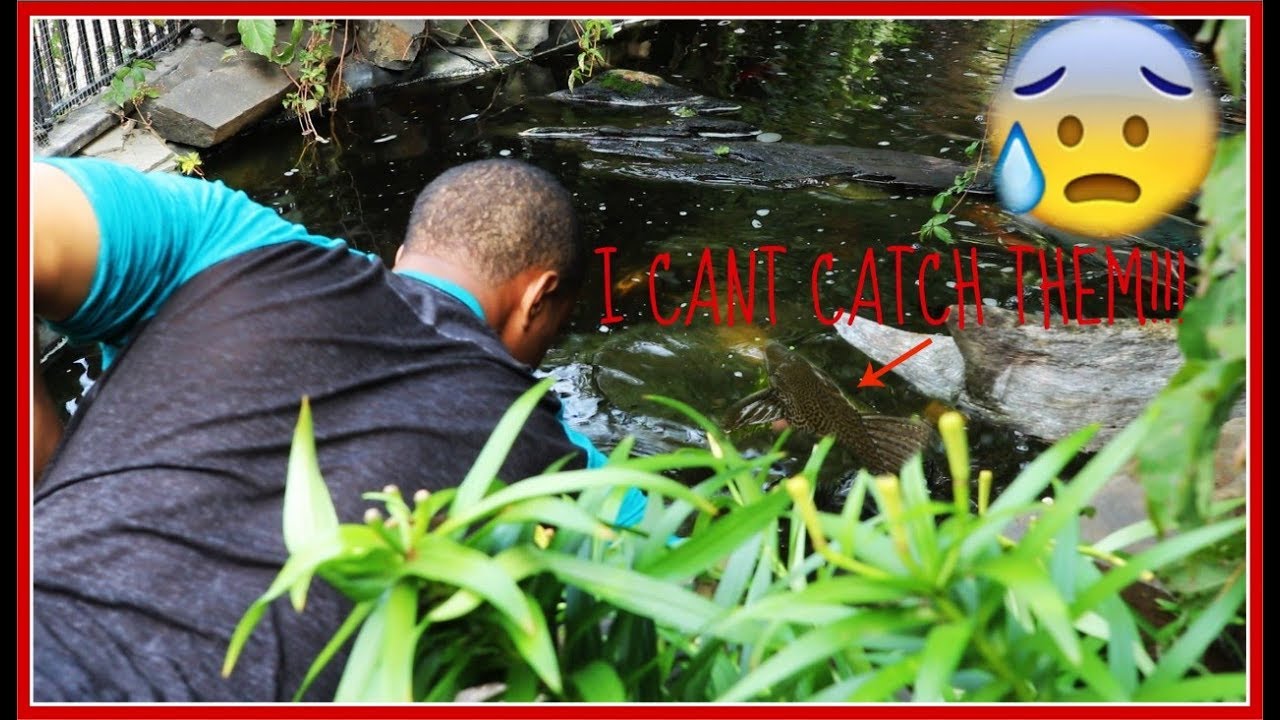 Can Plecos Live In Outdoor Ponds