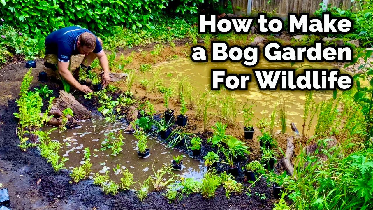 How to Build a Pond Bog: Easy DIY Guide for Beginners