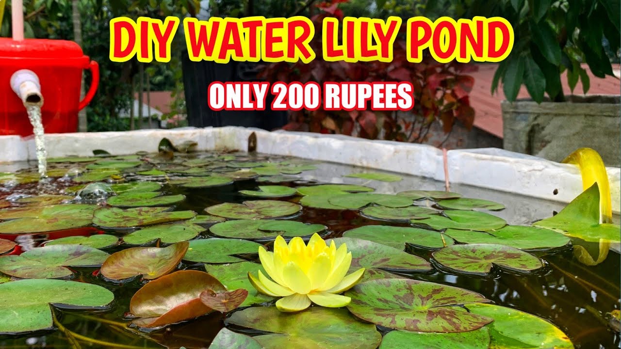 How to Build a Water Lily Pond: A Step-by-Step Guide