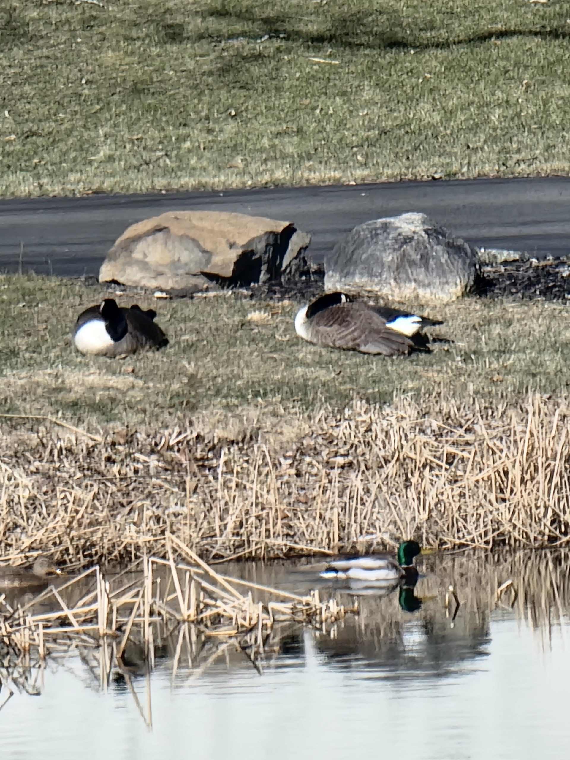 How to Keep Geese Out of Your Pond: Proven Strategies