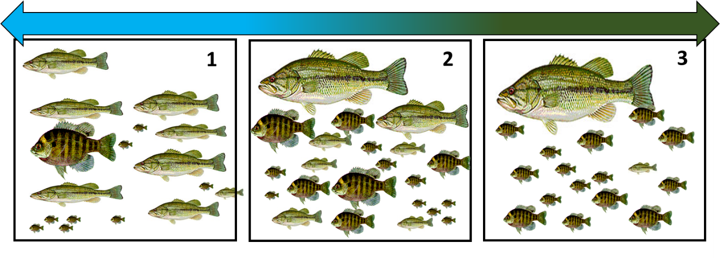 What Do Bass Eat in Ponds: Unveiling Their Diet Secrets