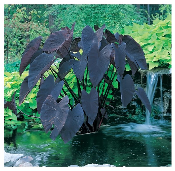 5 Best Plants for Ponds That Keep Water Clean & Beautiful