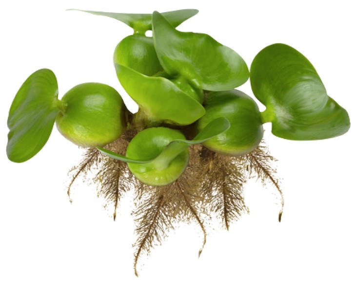 5 Best Floating Pond Plants for a Beautiful Water Garden